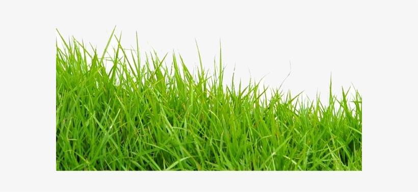 Download Grass Png Photo - Grass Png For Photoshop | Transparent PNG ...