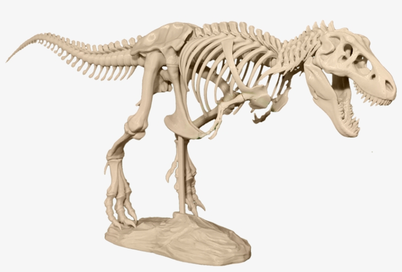Download Picture Of Tyrannosaurus Rex To Print 3ders Makerbot ...