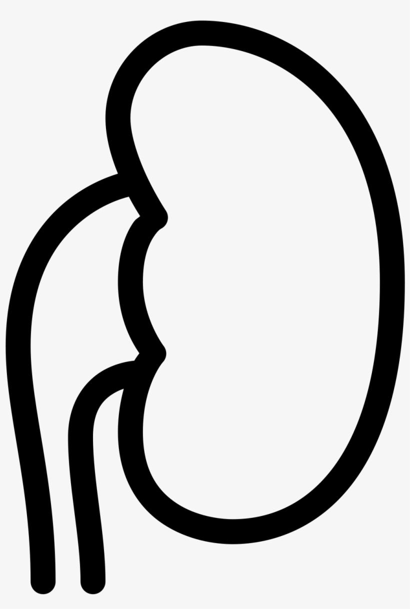 Niere Icon - Png Niere PNG Image | Transparent PNG Free Download on SeekPNG