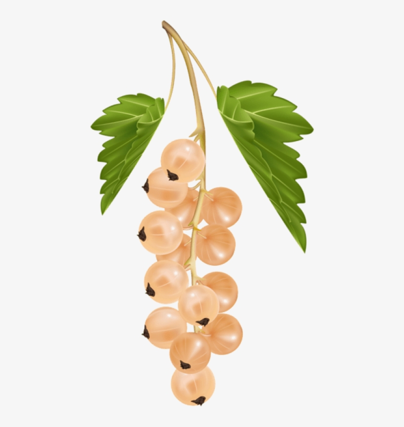 Download Free Png White Currant Png Vector Png Images Transparent ...