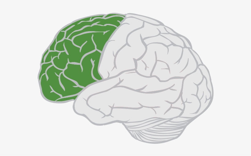 Frontal-lobe PNG Image | Transparent PNG Free Download on SeekPNG