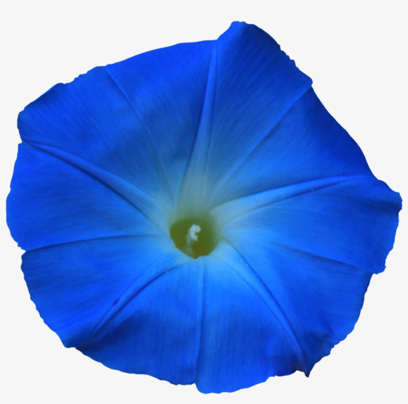 Download Morning Glory Png | Transparent PNG Download | SeekPNG