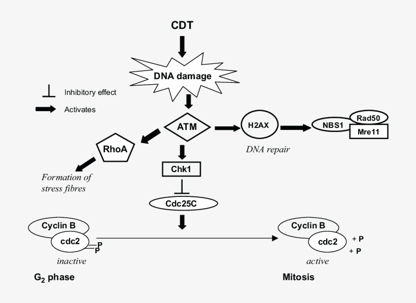 Diagram Of Key Dna Checkpoint Pathways Associated With PNG Image ...