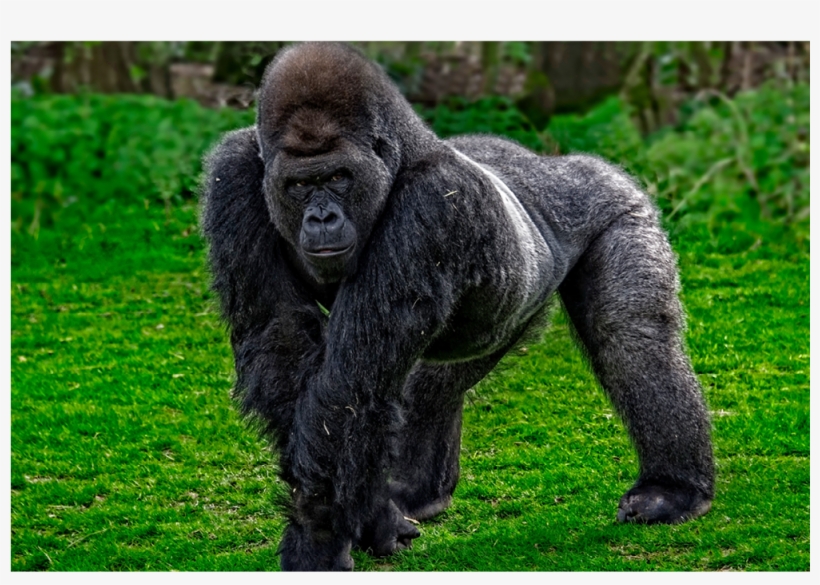 Silverback Gorilla - Anm054 PNG Image | Transparent PNG Free Download ...