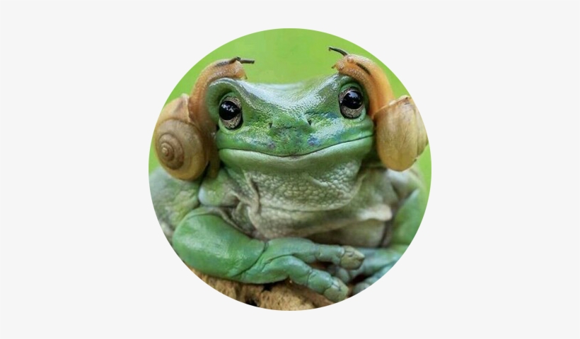 Este Es Mi Álbum Exclusivo, ¡puedes Hacer El Tuyo - Lucio Animal PNG ...