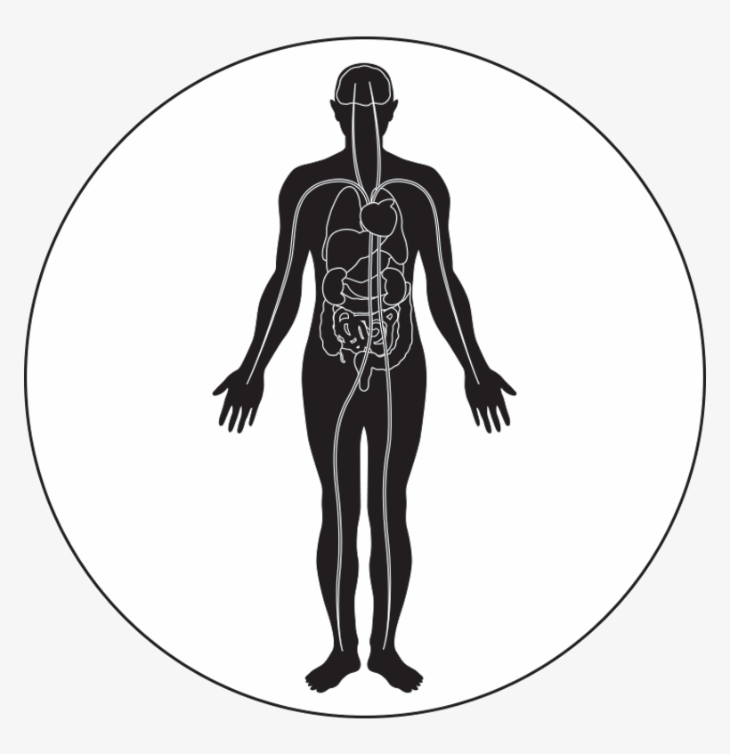 Graphic Representation Of The Human Organism - Tissues And Organs Can ...