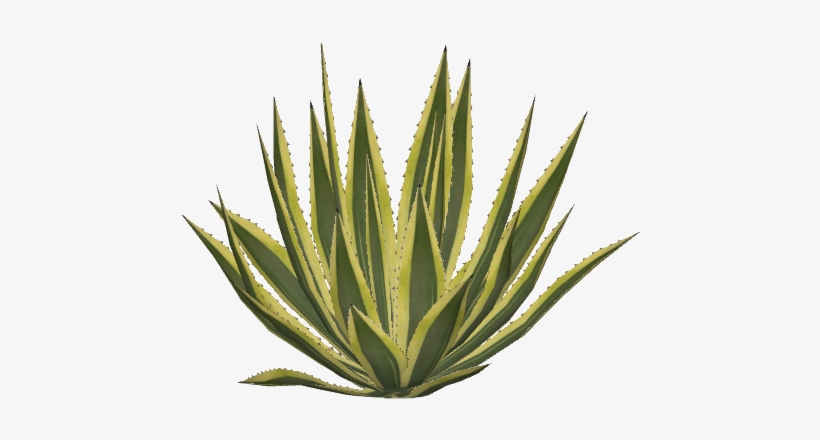 American Agave - Agave Png PNG Image | Transparent PNG Free Download on ...