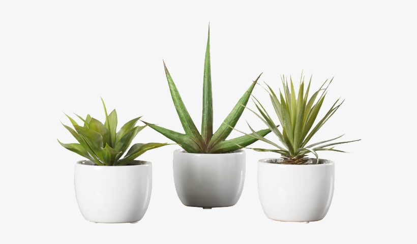Faux Plant PNG Image | Transparent PNG Free Download on SeekPNG
