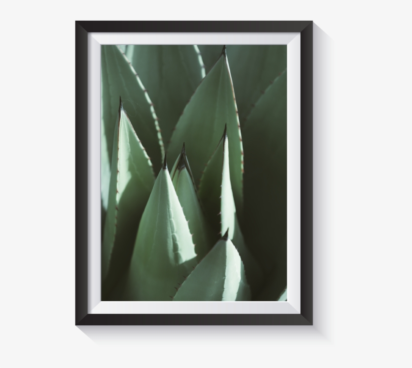 Scandi Agave Minimal Nordic Floral Print - Parry's Agave PNG Image ...