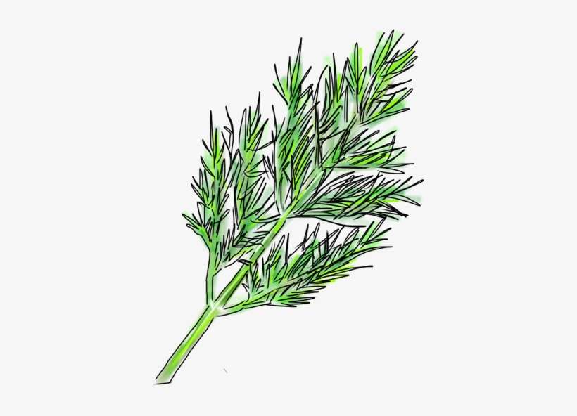 Wild Anithos Dill PNG Image | Transparent PNG Free Download on SeekPNG
