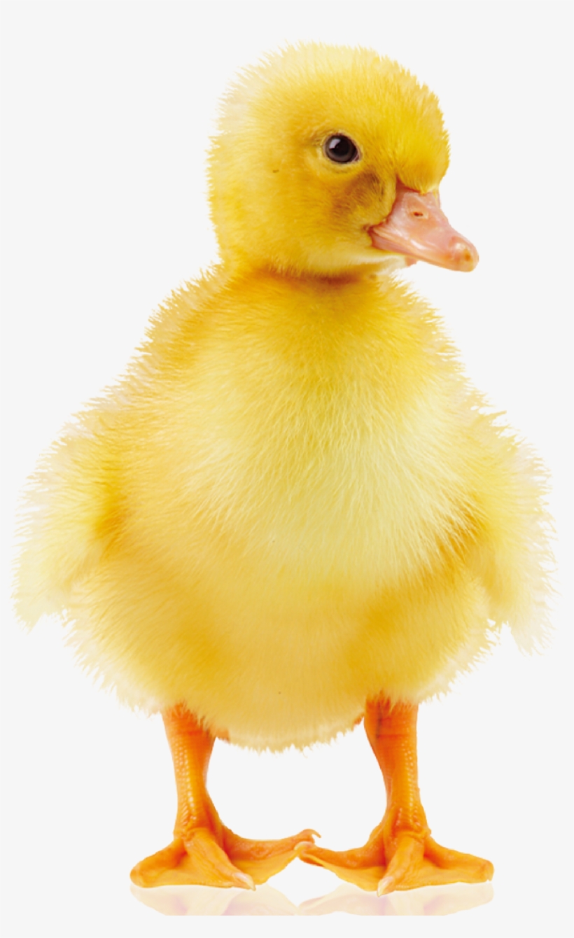 Wintek Corporation, Founded In 1990, Is A World Leading PNG Image ...