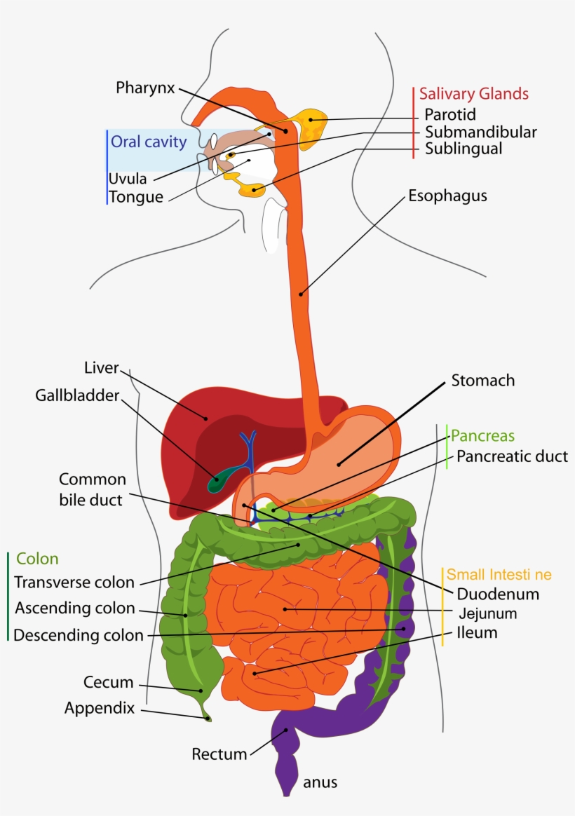 This Free Icons Png Design Of Human Digestive System PNG Image ...
