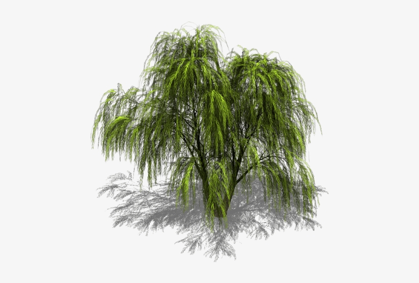 Download Willow Tree Png Image Transparent Download - Sprite ...