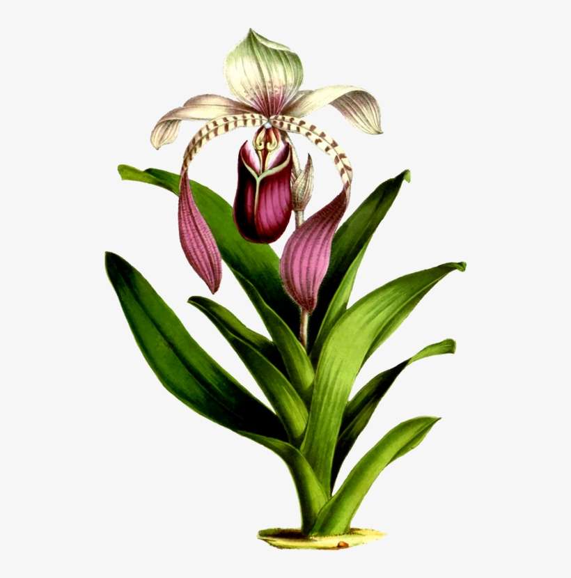 All Photo Png Clipart PNG Image | Transparent PNG Free Download on SeekPNG