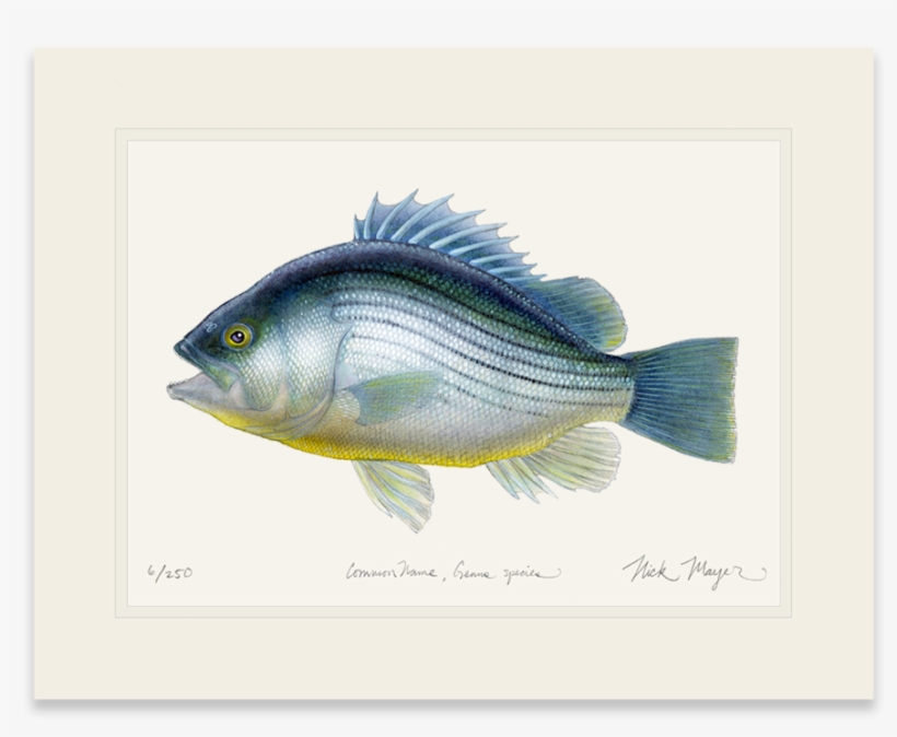 Fossil Fish PNG Image | Transparent PNG Free Download on SeekPNG