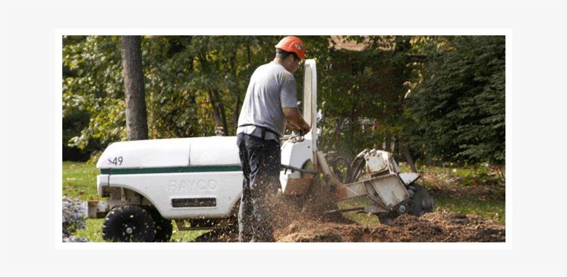 Man Removing Tree Stump Using Stump Grinder - Weeping Willow Tree ...