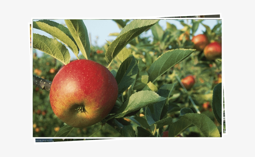 Fruit Trees - Producer An Organism That Makes Its Own Food PNG Image ...