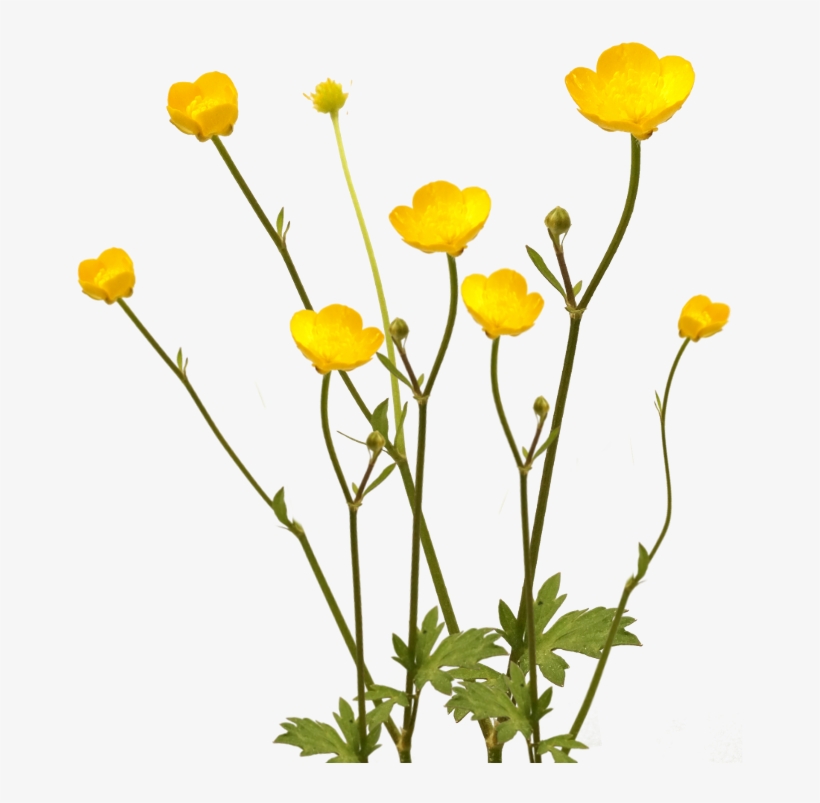 Professional Tools - Buttercup Flower Png PNG Image | Transparent PNG ...