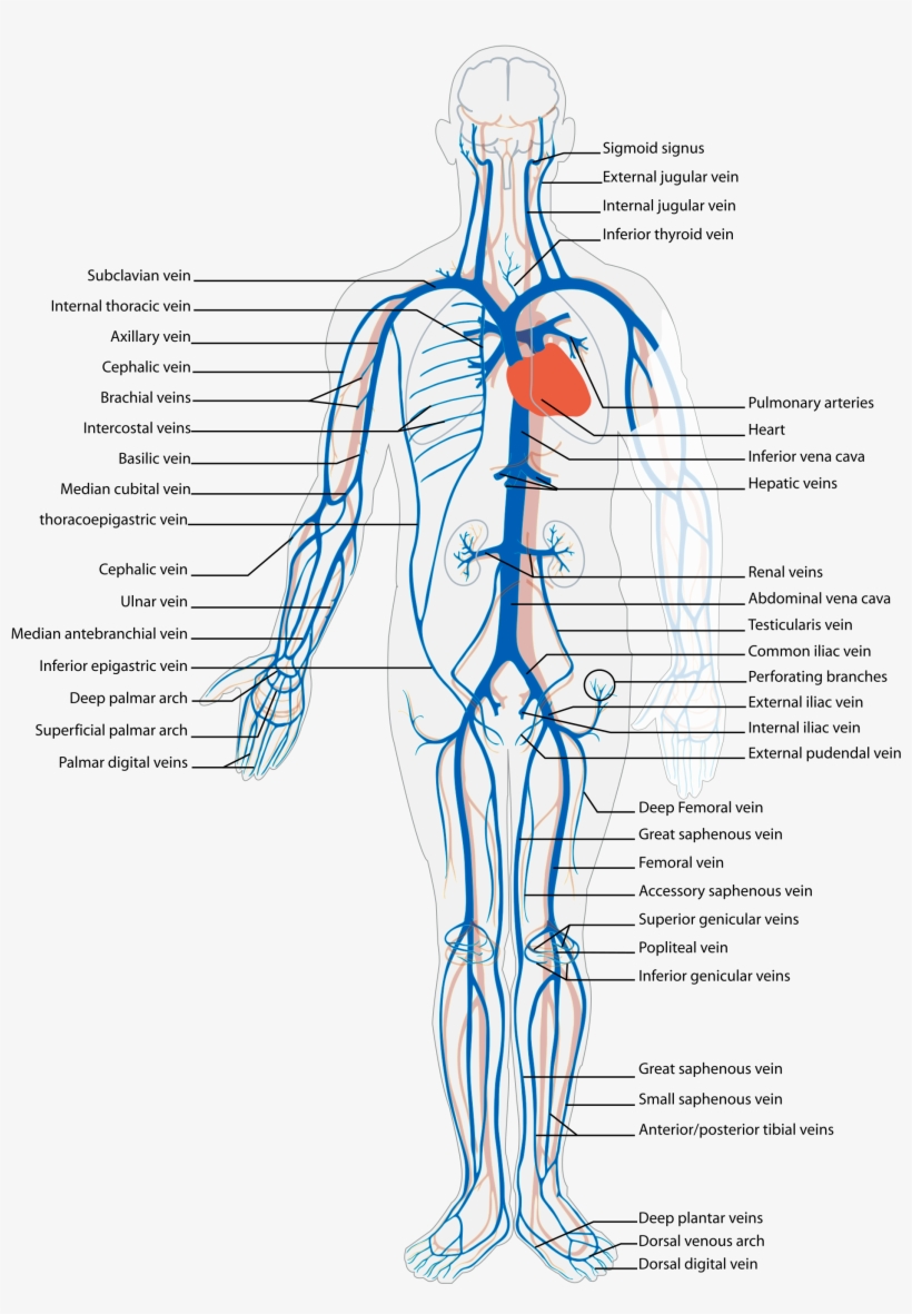 Open - Veins In Human Body PNG Image | Transparent PNG Free Download on ...