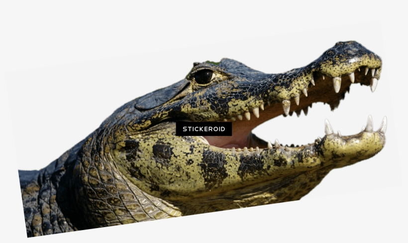 Download Caiman Head | Transparent PNG Download | SeekPNG
