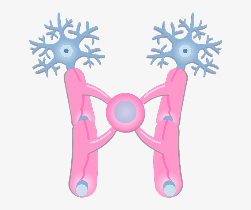 Location, Structure, And Function PNG Image | Transparent PNG Free ...