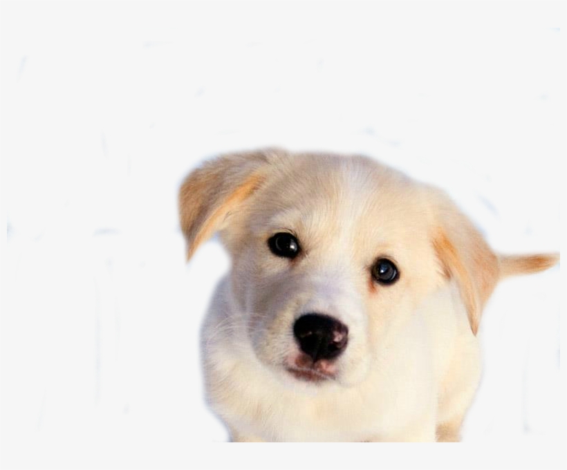 Perrito Png PNG Image | Transparent PNG Free Download on SeekPNG