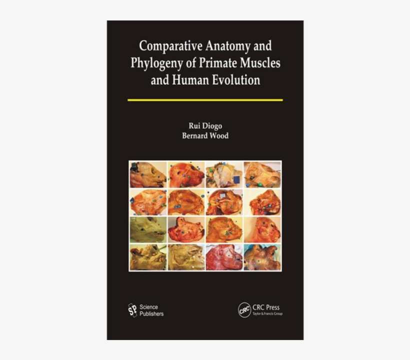 Comparative Anatomy And Phylogeny Of Primate Muscles PNG Image ...