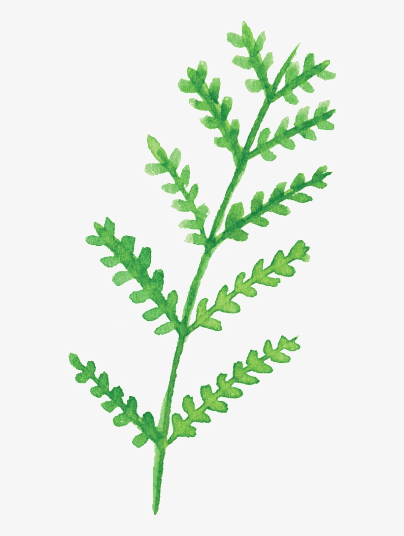 Download Green White Leaf Cartoon Transparent | Transparent PNG ...
