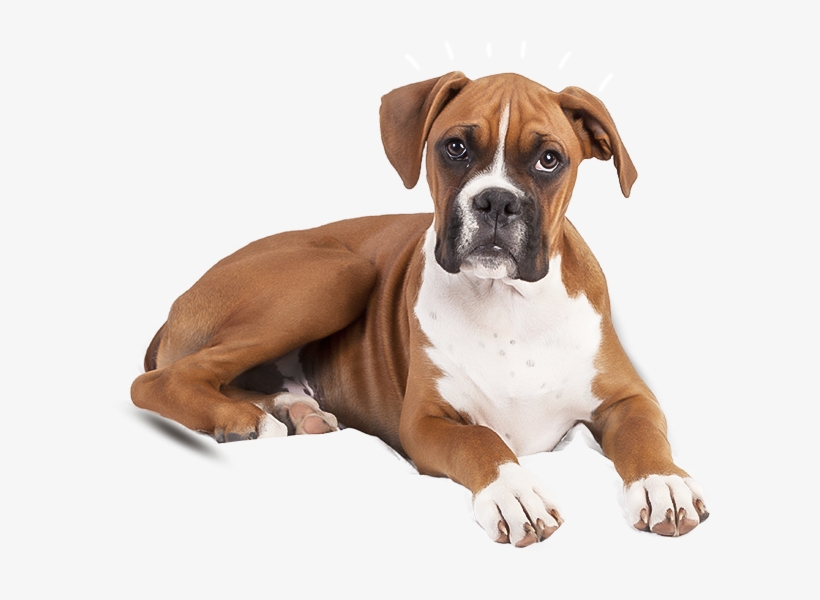 Perritos Png PNG Image | Transparent PNG Free Download on SeekPNG