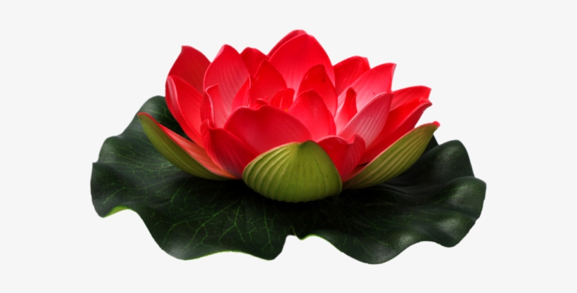 Download Red Lotus Png Flower - Png Képek Virágok | Transparent PNG ...