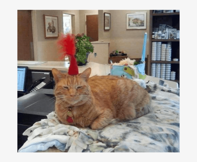 Download Hank With A Birthday Hat - Tabby Cat | Transparent PNG Download | SeekPNG