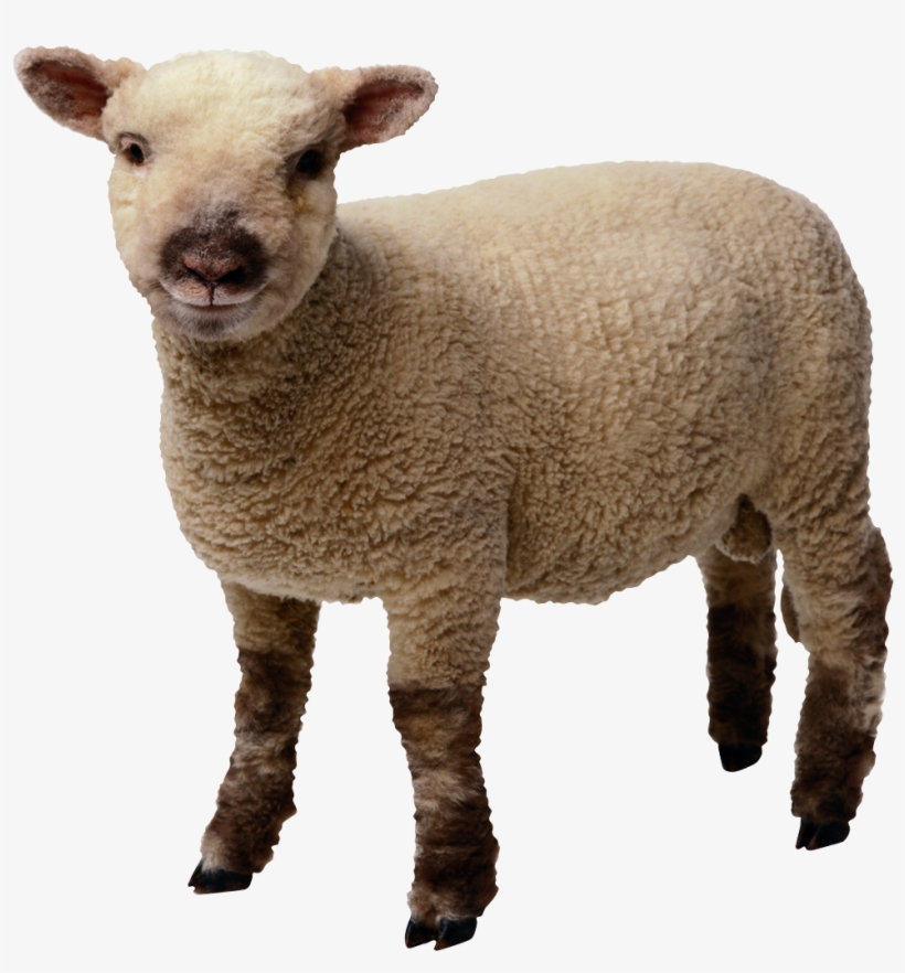 Download Sheep Png File - Sheep Png | Transparent PNG Download | SeekPNG