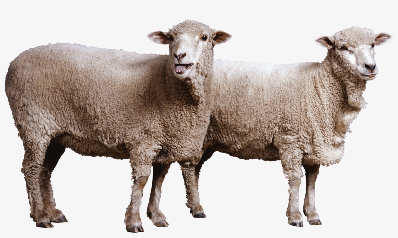 Sheep Png Image - Sheep Png PNG Image | Transparent PNG Free Download ...