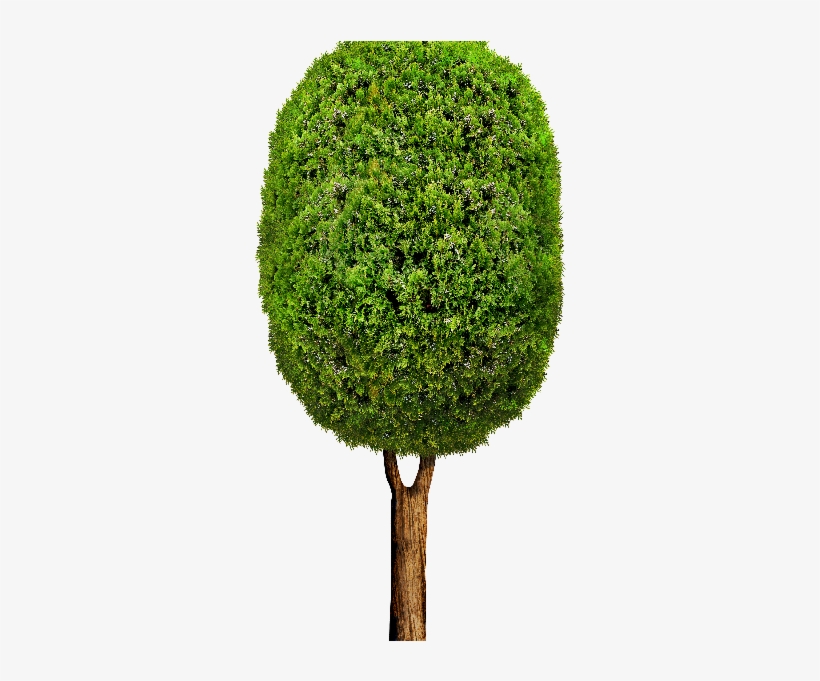 Cartoon Tree Png PNG Image | Transparent PNG Free Download on SeekPNG