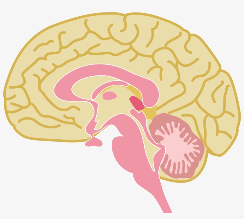 Human Brain Drawing Public Domain - Human Brain Clipart PNG Image ...
