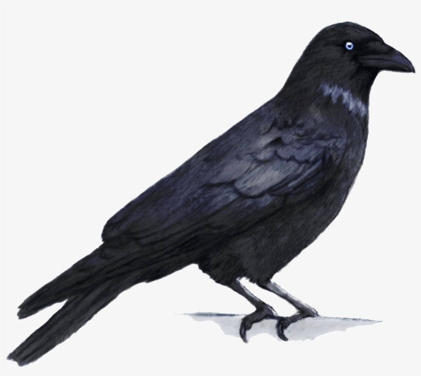 Dark Inspiration - Crow Png Hd PNG Image | Transparent PNG Free ...