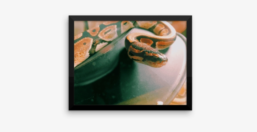 Ball Python Photograph Poster Print - Photograph Poster Print PNG Image ...