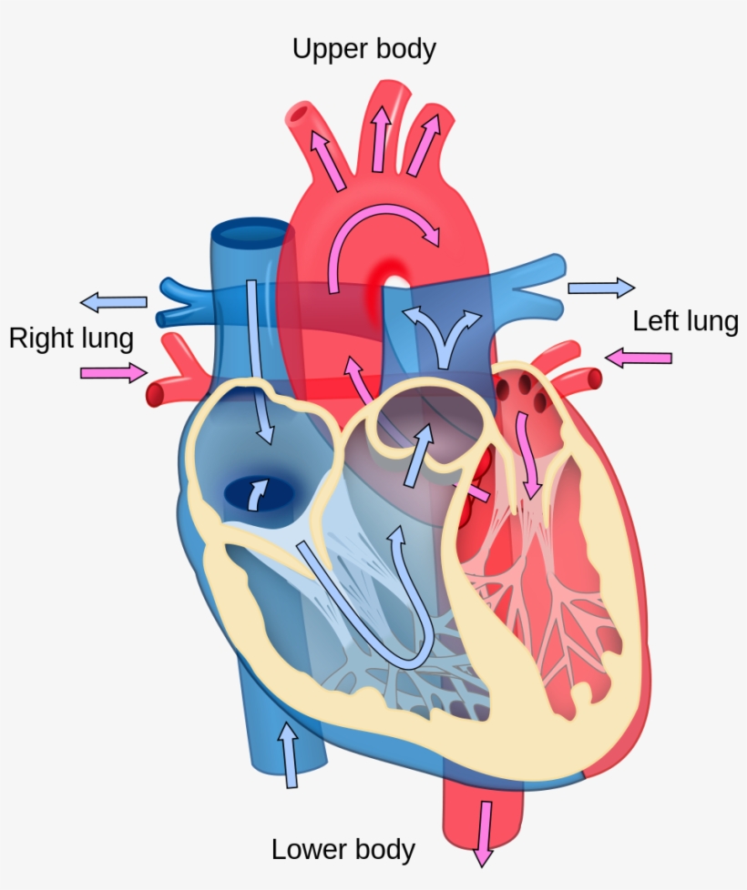 Heart Diagram - Credit - Wikipedia - Newborn Heart PNG Image ...