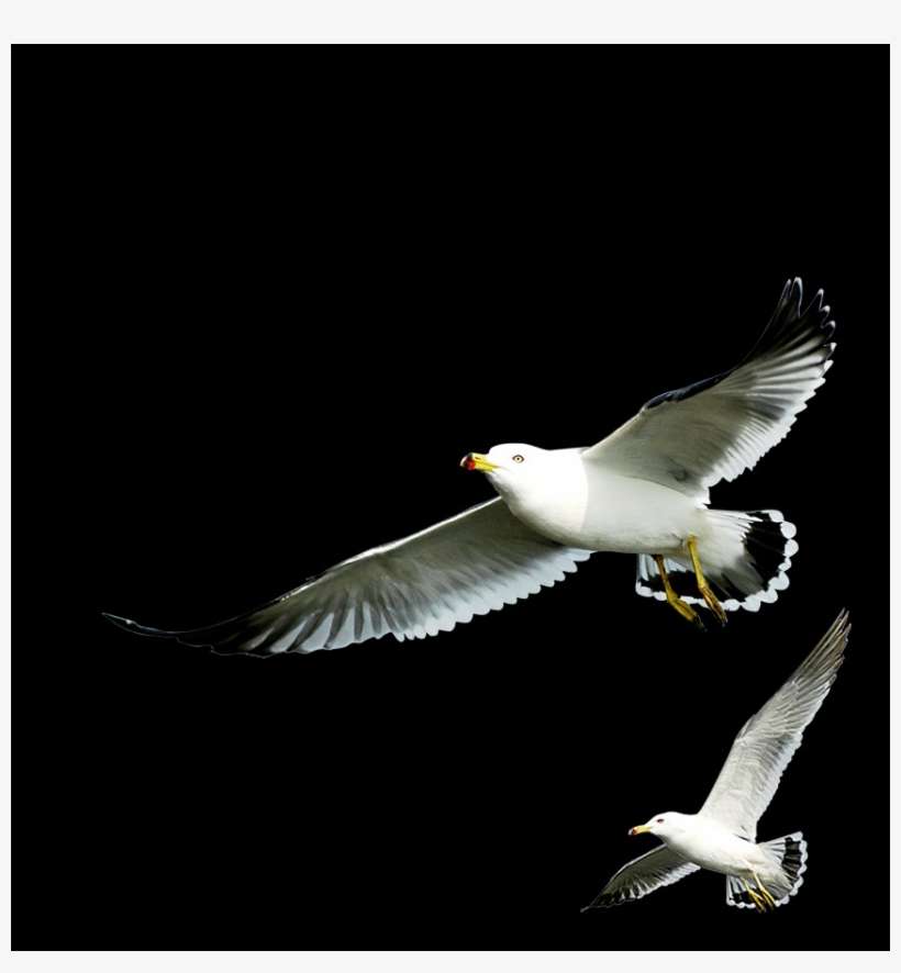 Free Seagull Pngs PNG Image | Transparent PNG Free Download on SeekPNG