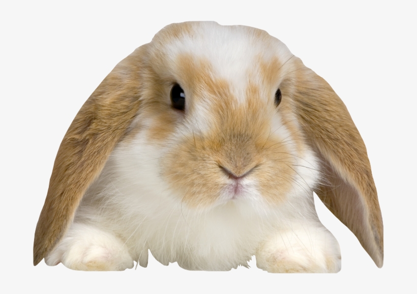 Png Bunny PNG Image | Transparent PNG Free Download on SeekPNG