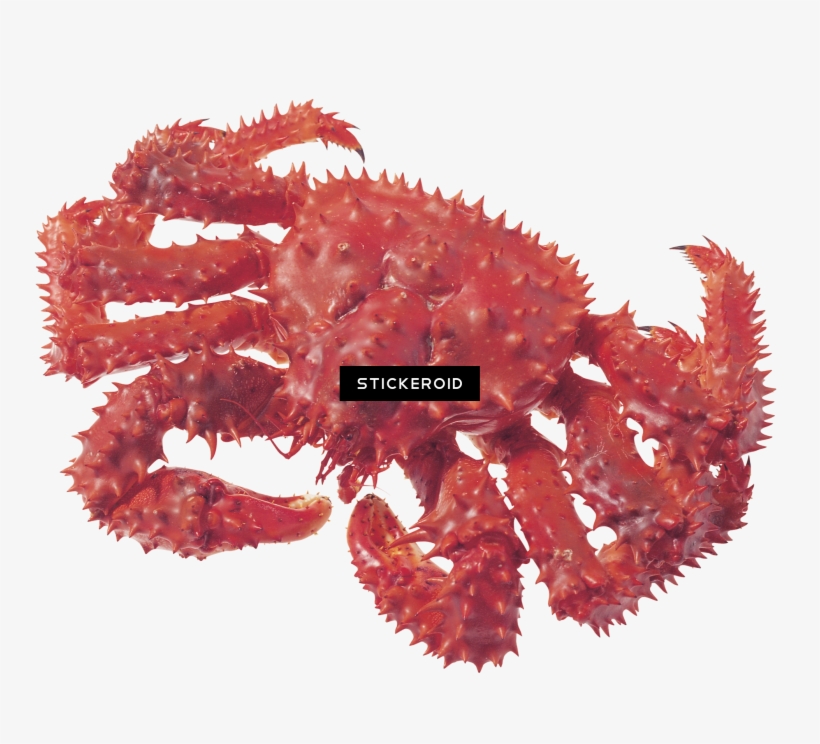 Crab PNG Image | Transparent PNG Free Download on SeekPNG