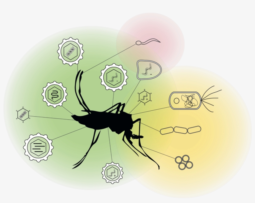 International Projects PNG Image | Transparent PNG Free Download on SeekPNG