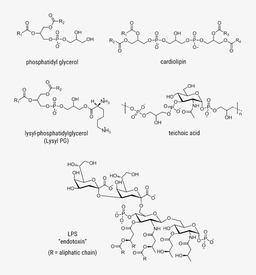 Bacteria Cell Membrane Molecules PNG Image | Transparent PNG Free ...