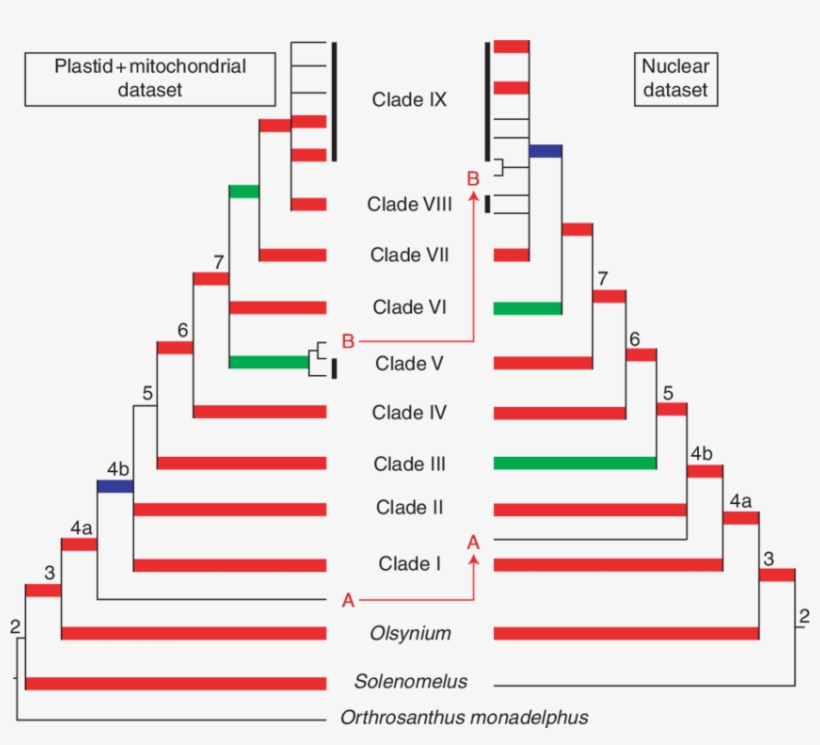 Download Consensus Trees Based On The Strict Consensus Tree ...