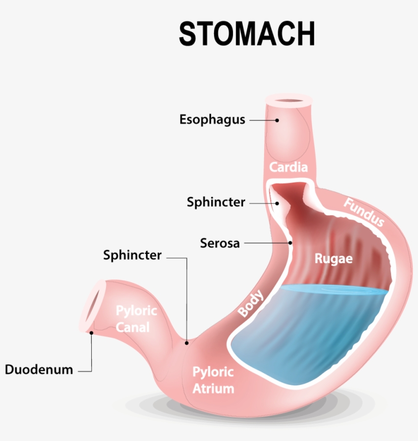 Stomach Acid - Inside The Stomach Diagram PNG Image | Transparent PNG ...