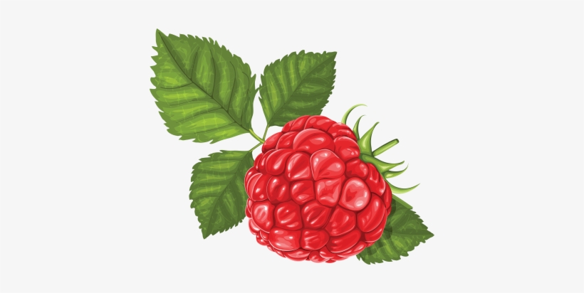 Raspberry Twenty-nine - Raspberry Illustration Png PNG Image ...