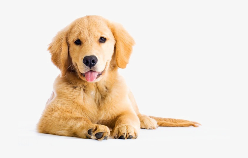 Golden Retriever Png Image - Golden Retrievers PNG Image | Transparent ...