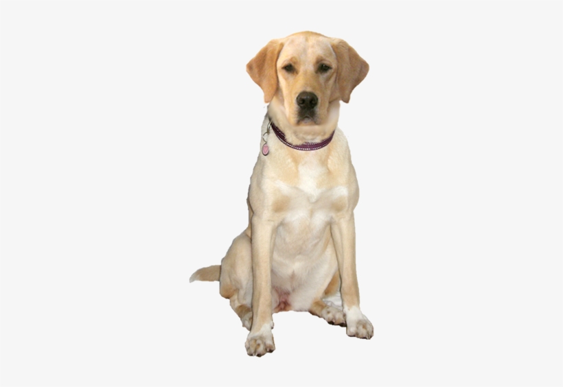 Download Clip Transparent Golden Retriever Clipart Yellow Lab ...
