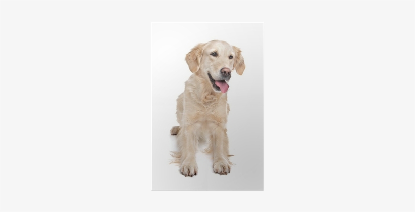 Download Golden Retriever | Transparent PNG Download | SeekPNG