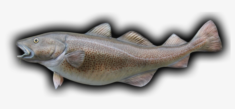 Download Atlantic Cod Fish Mount - Cod Fish Transparent | Transparent ...
